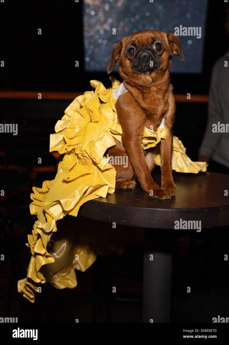 Priscilla wears a Parker Posey inspired outfit at the Golden Paws dog ...