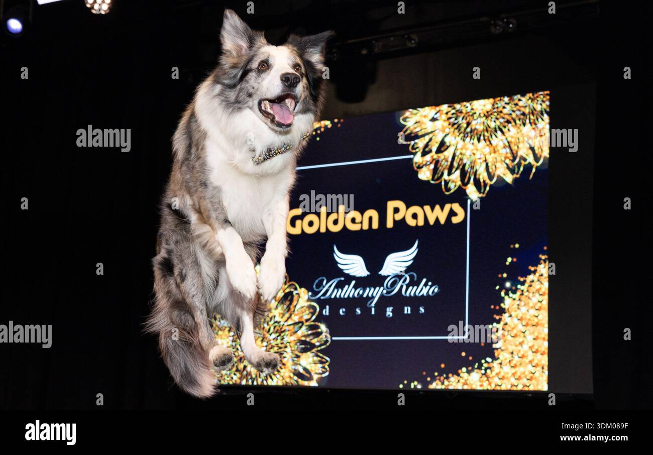 Darby performs tricks at the Golden Paws dog fashion show based on ...