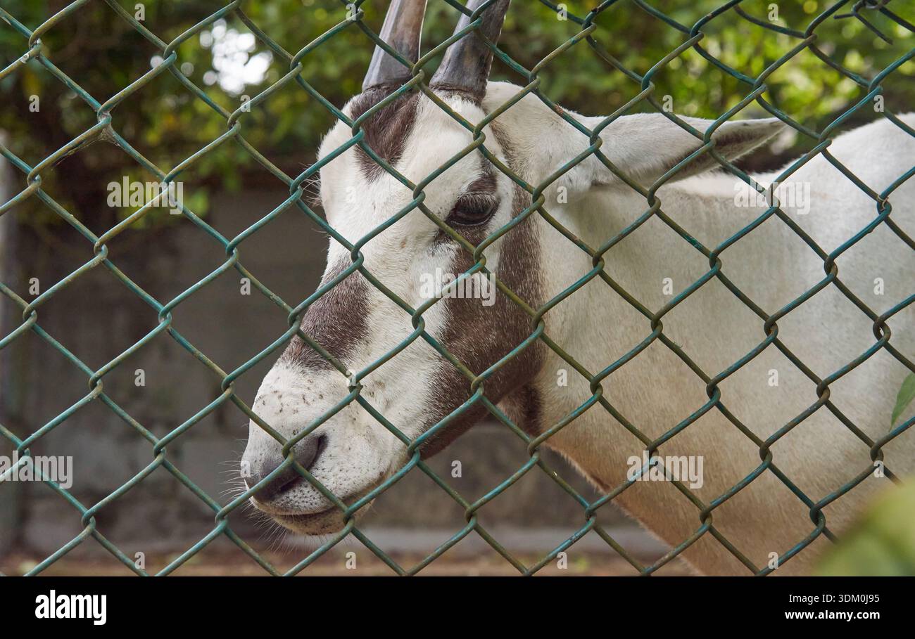 arabian oryx with white fur behind green chain-link fence, antelope ...