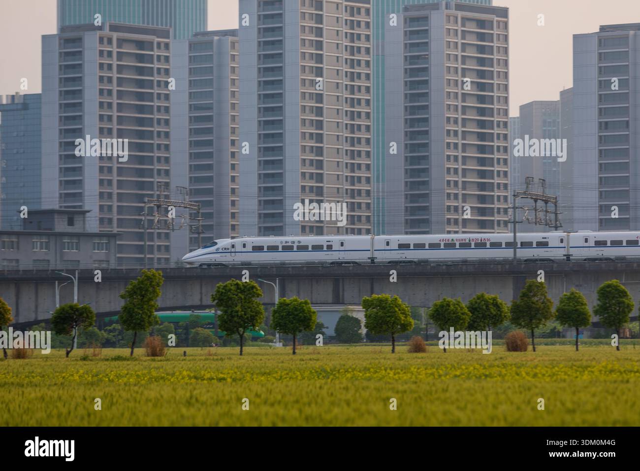The CBD high-rise buildings in the distance of the wheat field with a ...