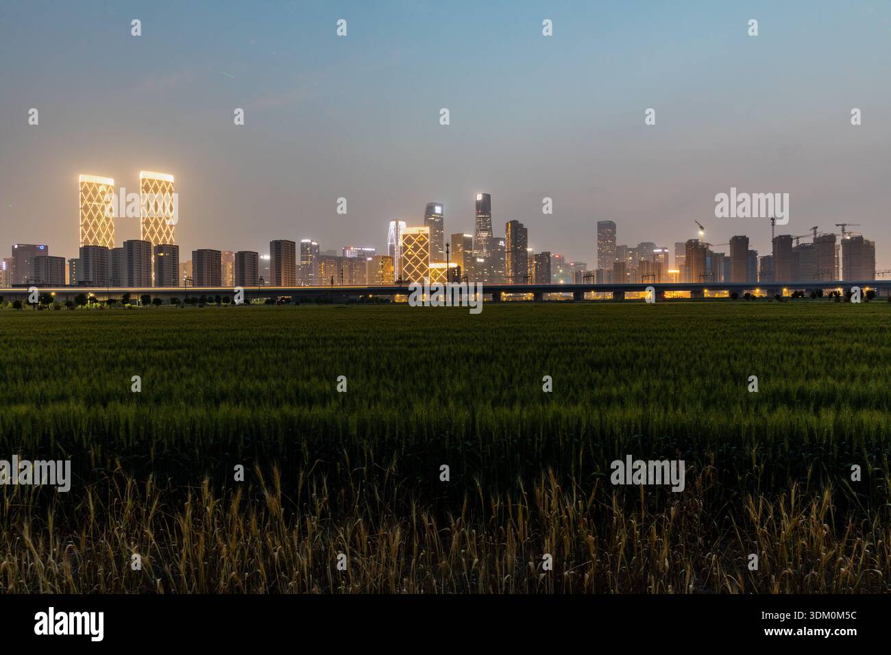 The CBD high-rise buildings in the distance of the wheat field in ...