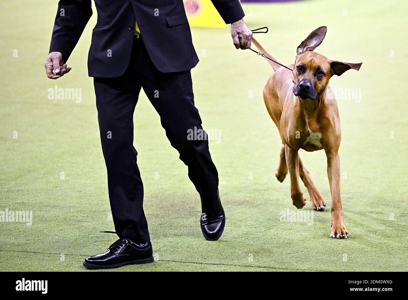 A Rhodesian Ridgeback named 'Brando'competes in the 'Hound' group ...