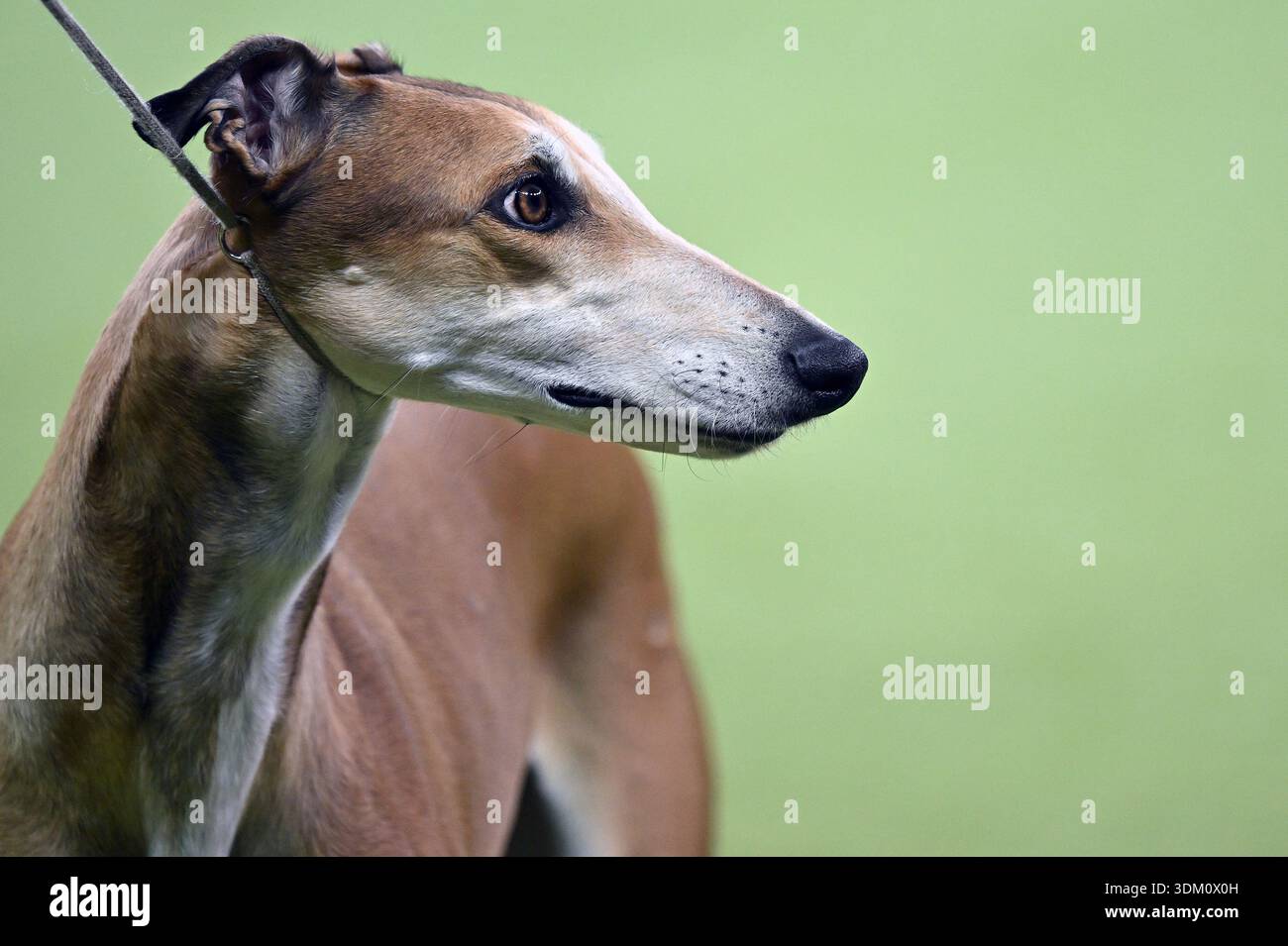 A Greyhound named 'Hazel competes in the 'Hound' group during the 150th ...