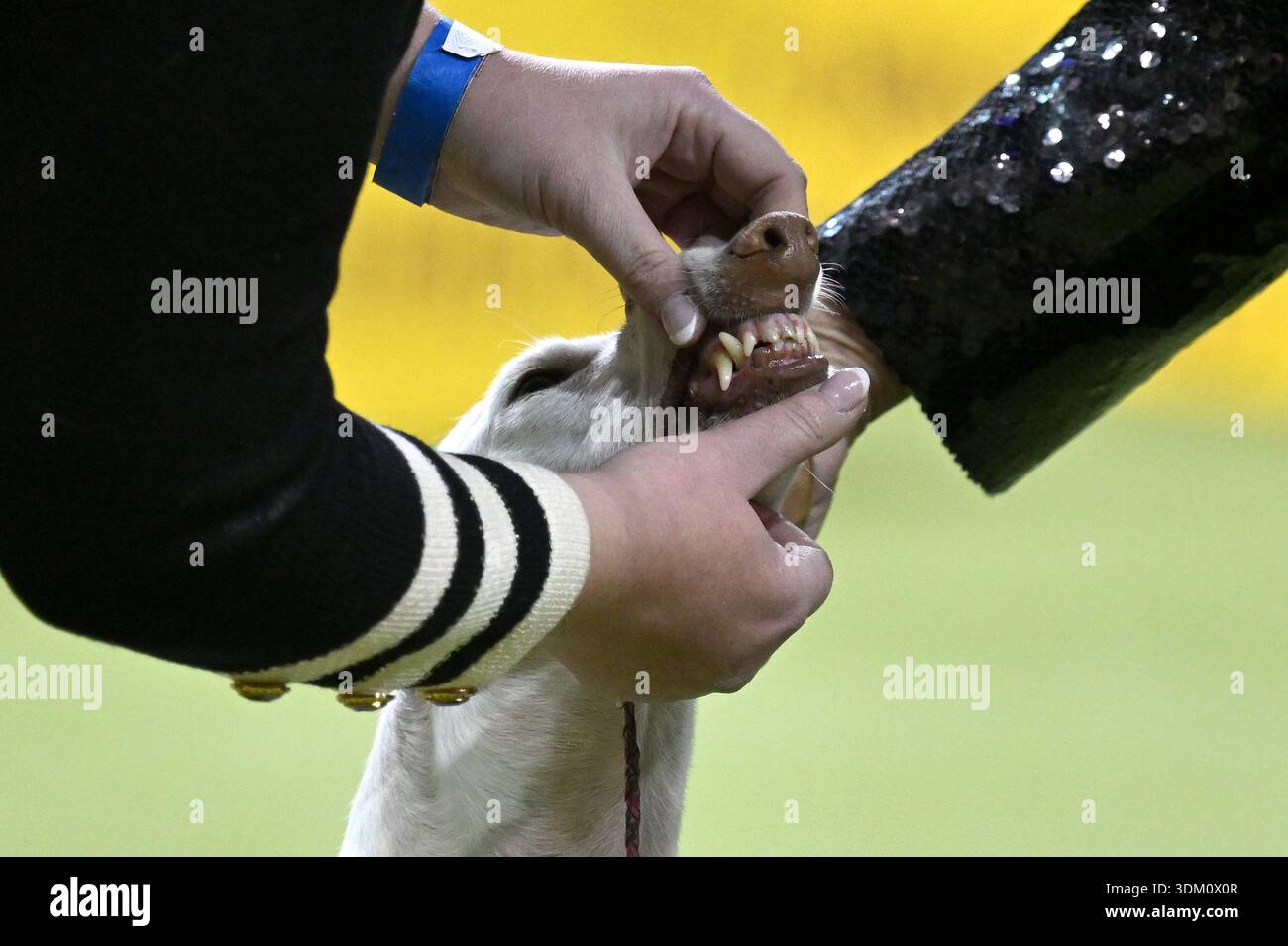 An Ibizan Hound named 'The Zit' competes in the 'Hound' group during ...