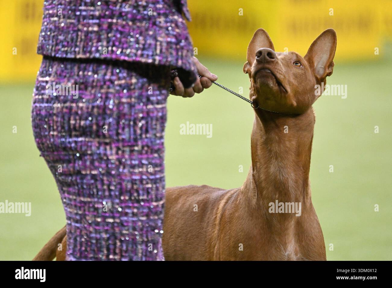 A Pharaoh hound named 'Max' competes in the 'Hound' group during the ...
