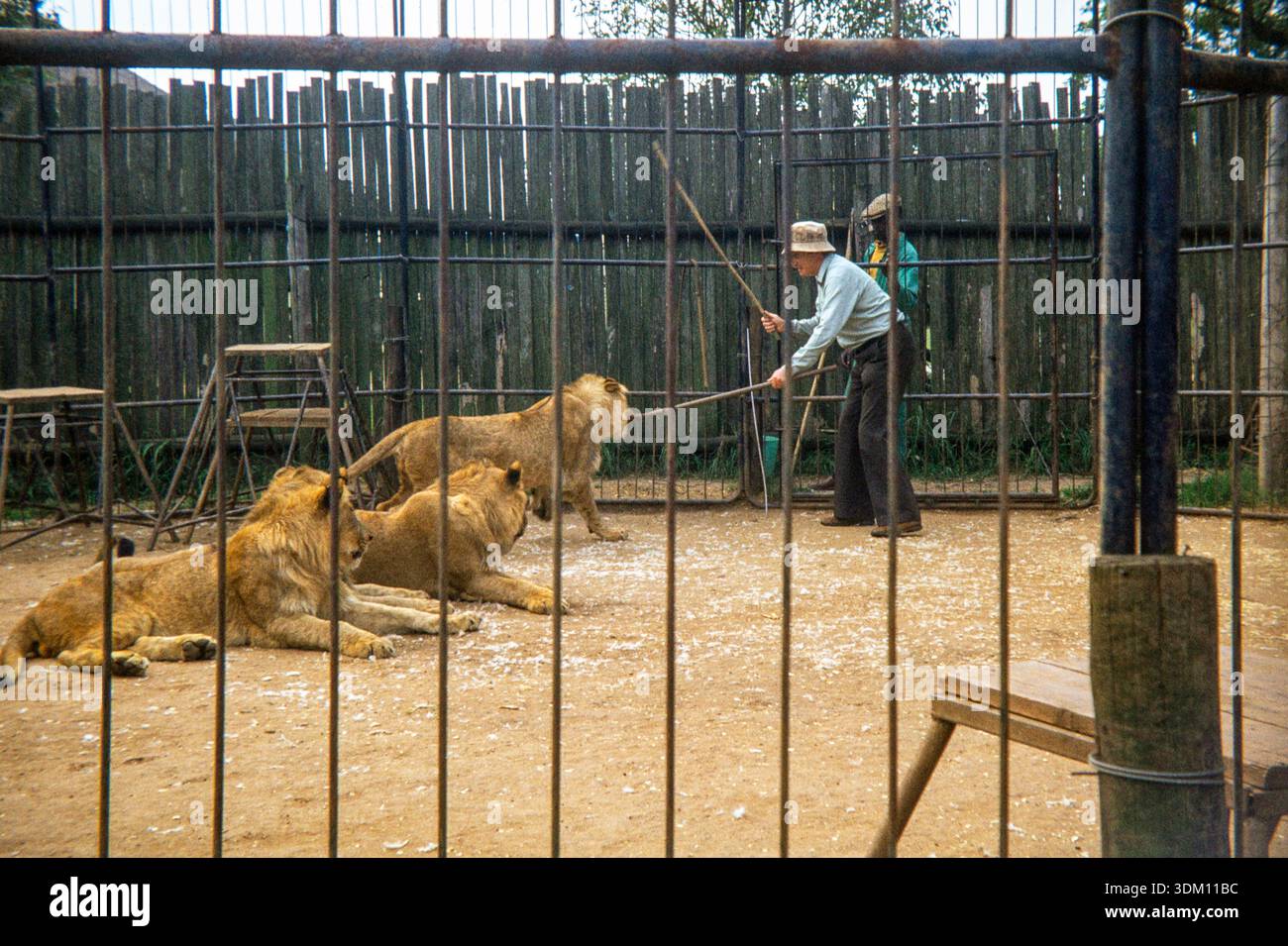 Lion tamer, trainer, zoo keeper inside cage with lions using sticks to ...