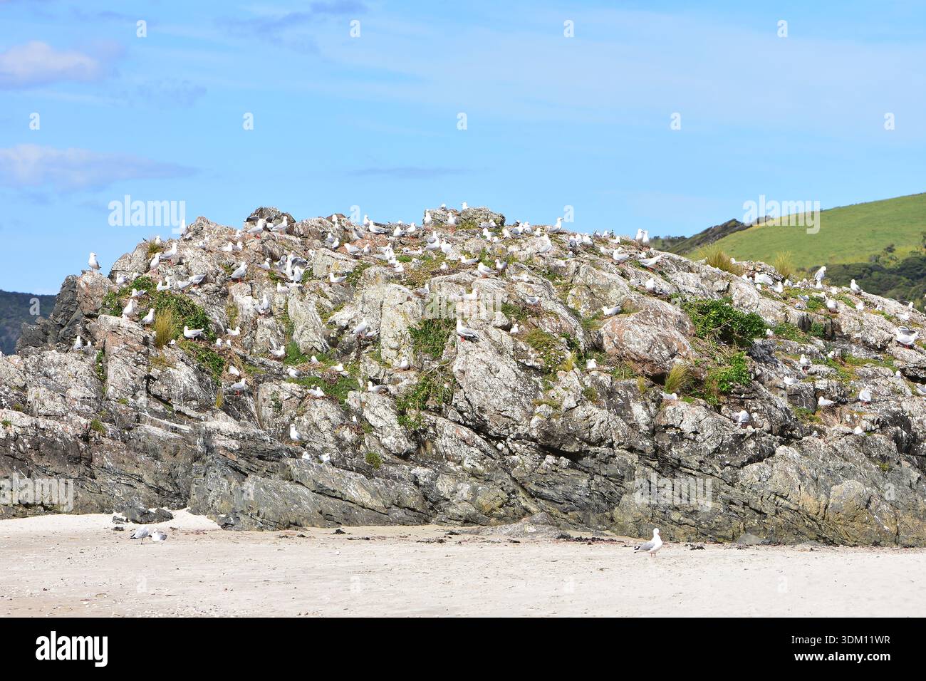 Large colony of seabirds nesting on rocky outcrop near sandy beach ...