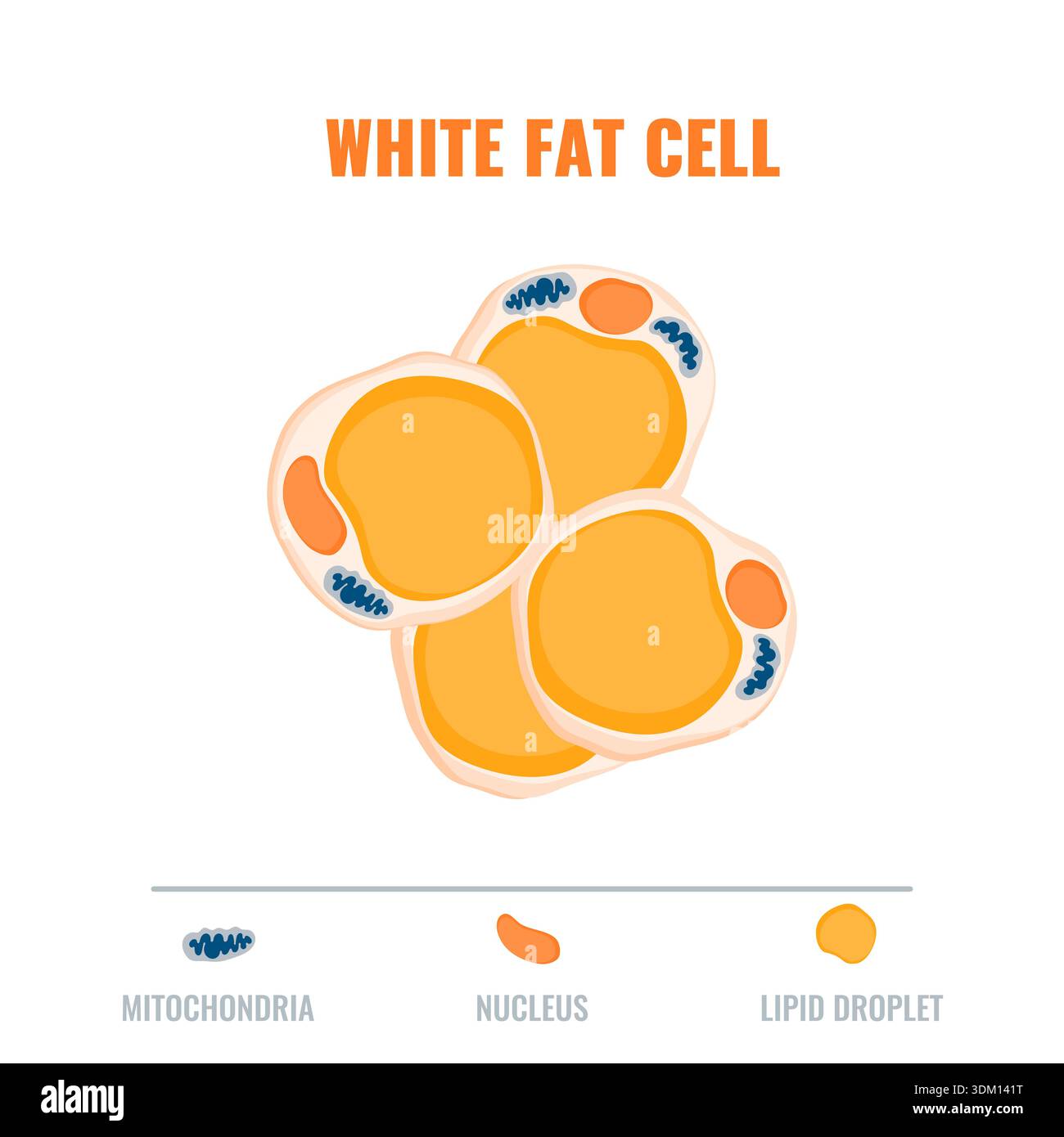 Adipose tissue showing white fat cell. Fat structure diagram for ...