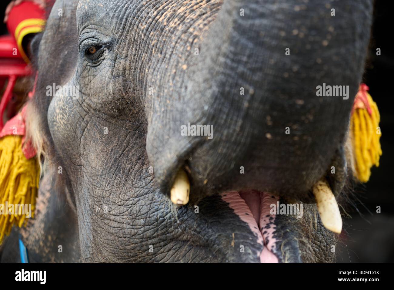 Close up portrait of an elephant with trunk raised Stock Photo - Alamy
