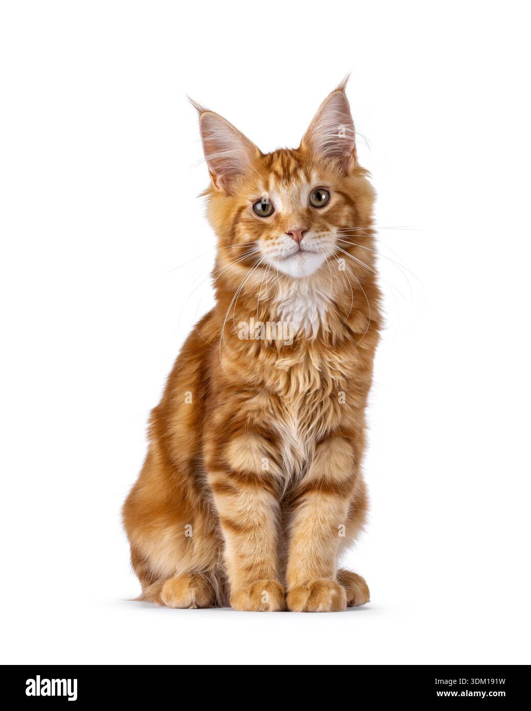 Young solid red or ginger Maine coon cat kitten sitting up facing front ...