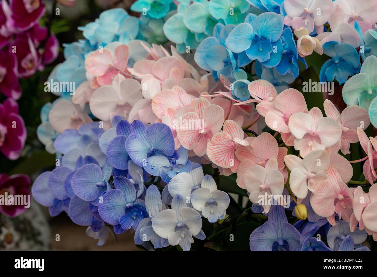Butterfly orchids are displayed at a flower market in Beijing, China ...