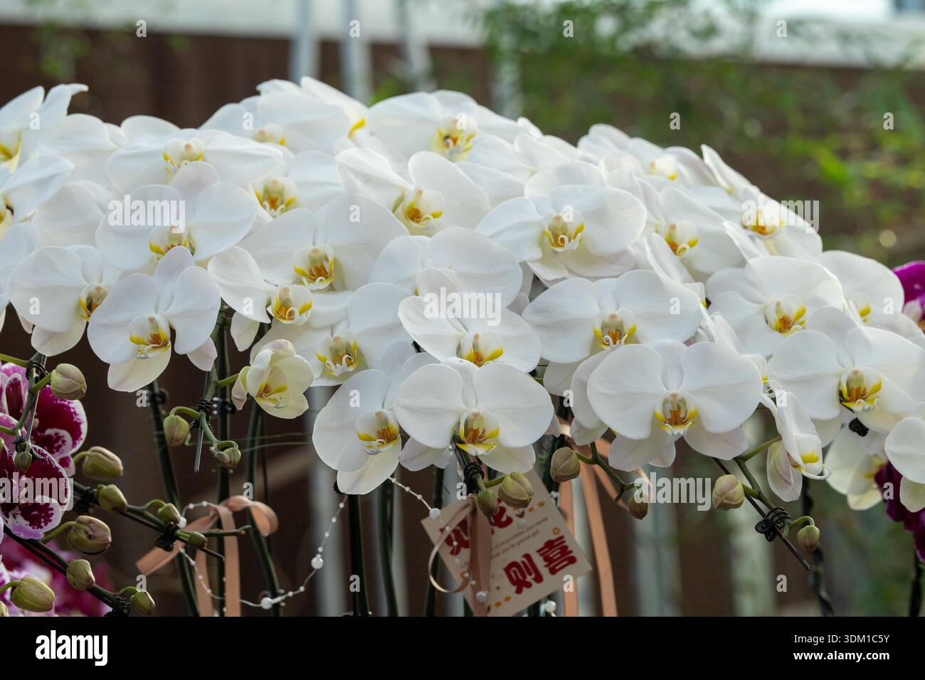 Butterfly orchids are displayed at a flower market in Beijing, China ...