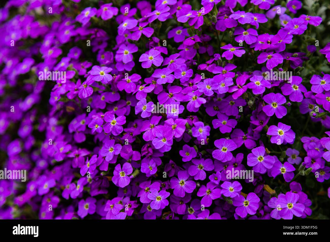Vibrant purple Campanula Ambella flowers in bloom. High quality photo ...