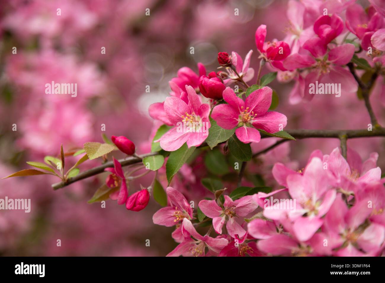Spring apple orchard with pink blossoms agriculture and organic farming ...