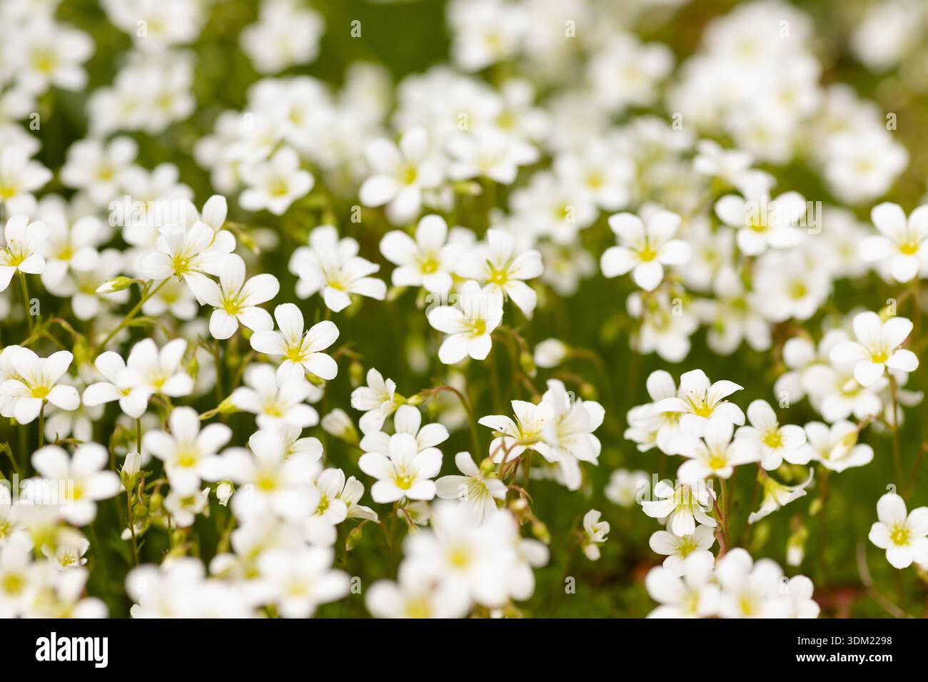 Fresh spring flowers in bloom soft floral background for design. High ...