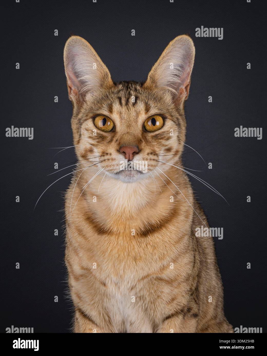 Head shot of well typed elegant golden brown Savannah cat, sitting up ...