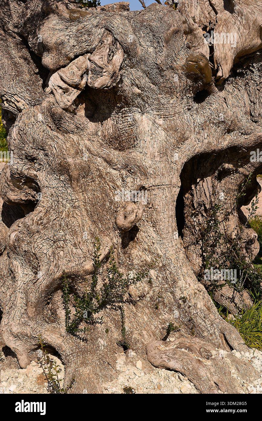 Gnarled Ancient Olive Tree Trunk With Twisted Bark And Deep Textures In ...