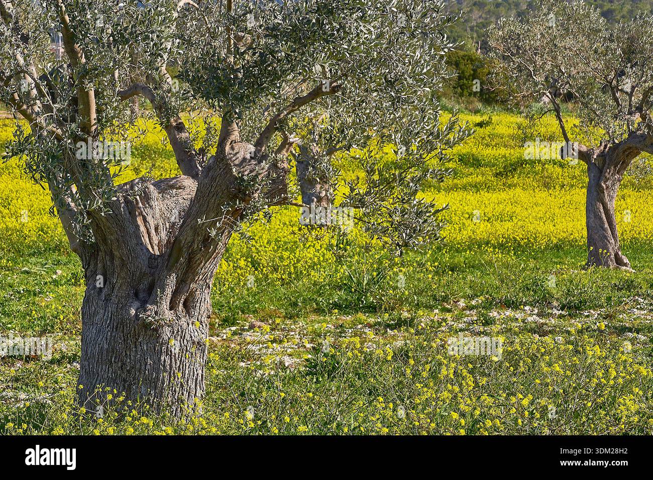 Sunlit olive tree branches hi-res stock photography and images - Alamy