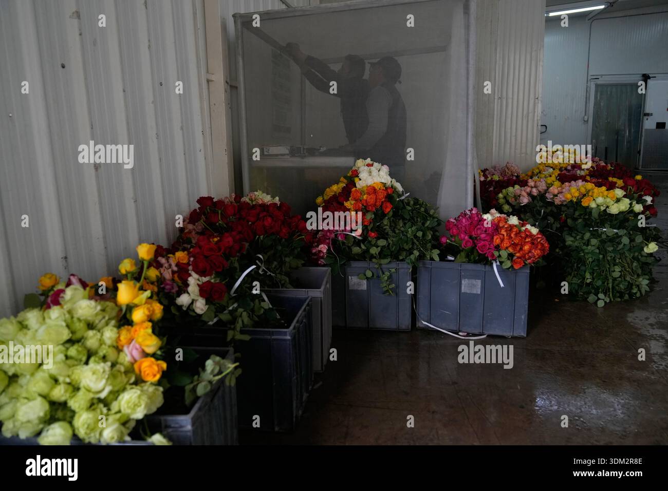 Employees work to ship flowers to the U.S. ahead of Valentine's Day at ...
