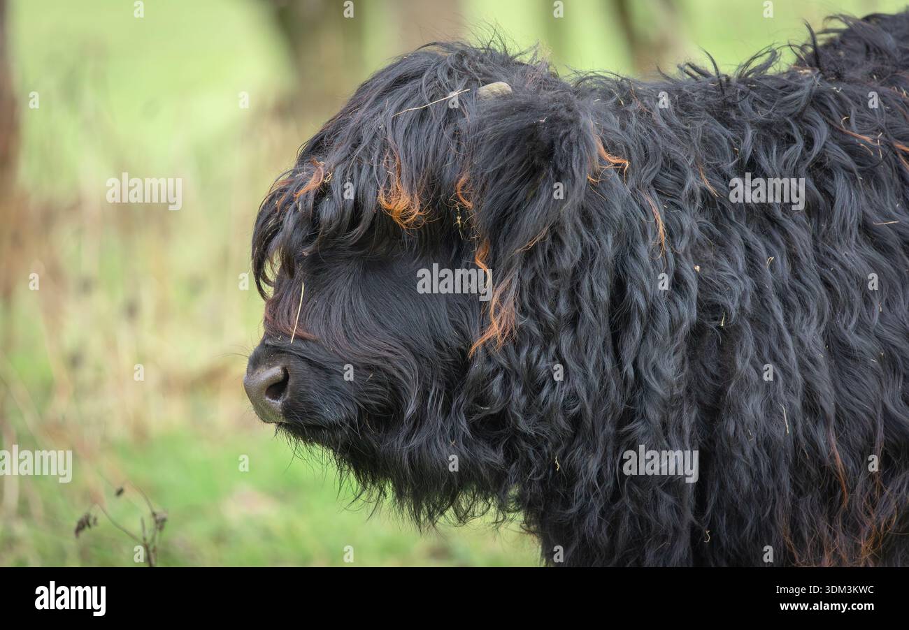 Black highland cow stock photo hi-res stock photography and images - Alamy
