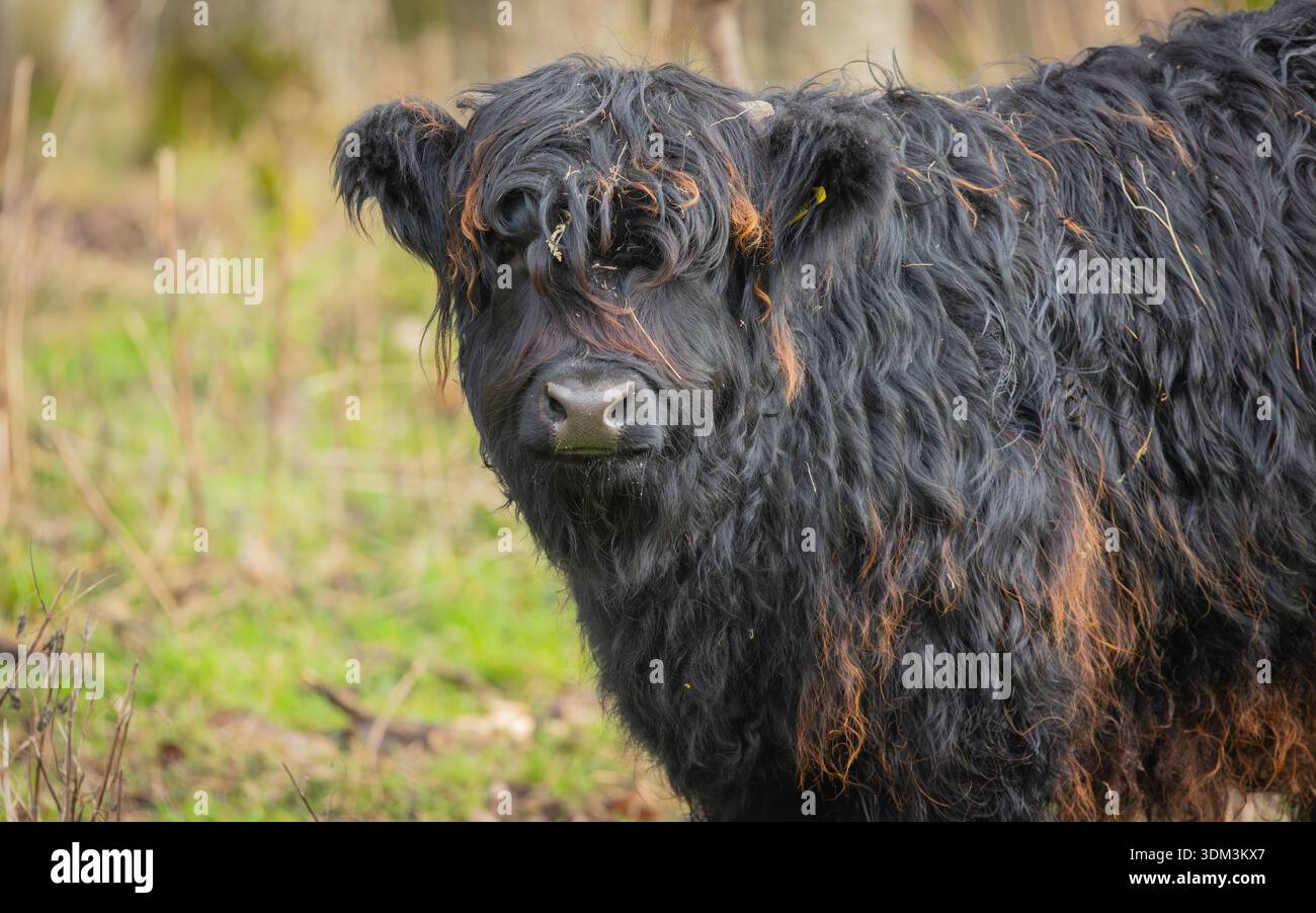 Black highland cow stock photo hi-res stock photography and images - Alamy
