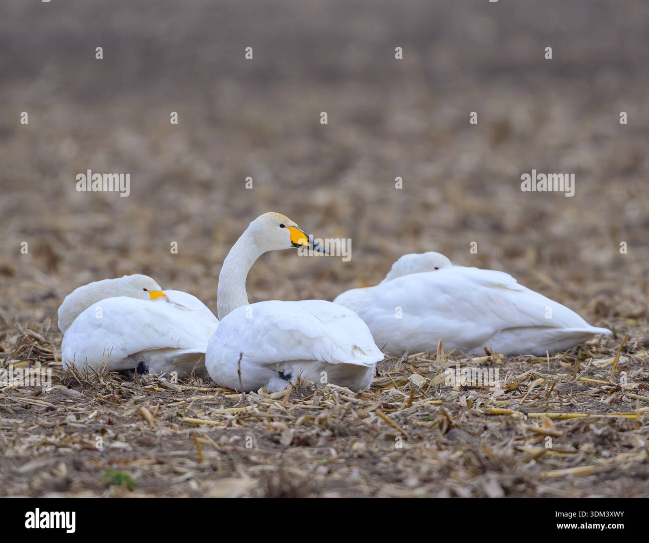 02 February 2026, Brandenburg, Reitwein: Whooper swans (Cygnus cygnus ...