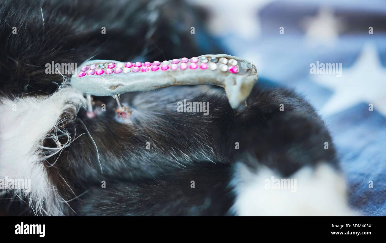 Cat receiving veterinary care for surgical bone fracture treatment with ...
