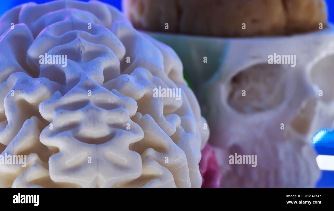 3D printed brain model showcasing anatomical structure next to a human ...