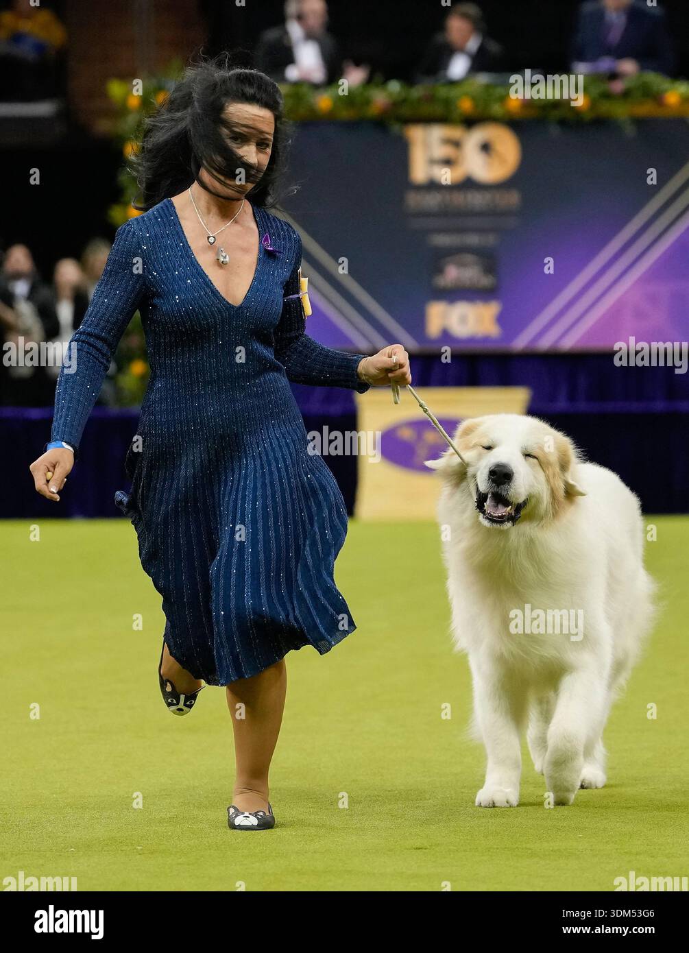 Sebastian, a Great Pyrenees, competes in the working group competition ...