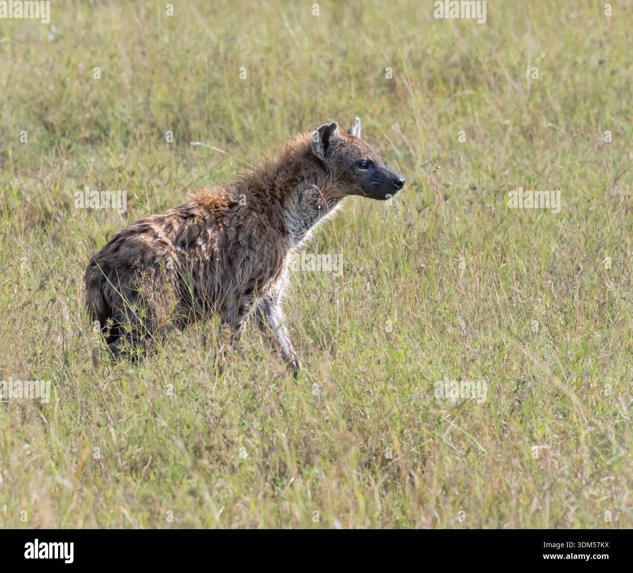 Spotted Hyena (Crocuta crocuta) in the Savanna Grasslands of Maasai ...