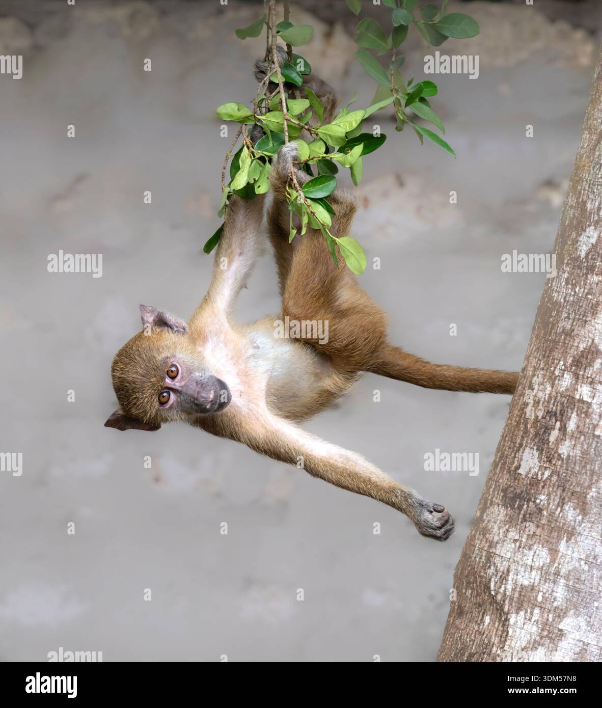 Young yellow baboon (Papio cynocephalus,) playing in Shimoni, Kenya ...