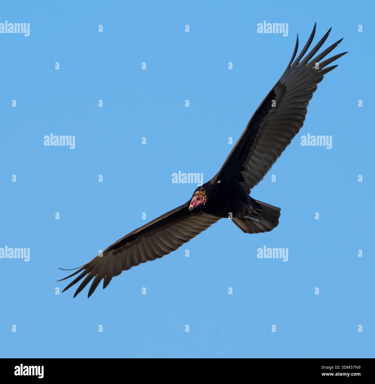 Turkey vulture (Cathartes aura) soaring in blue sky with spread wings ...