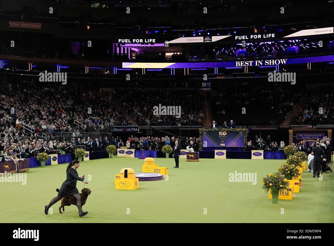 Cota, A Chesapeake Bay retriever, competes in the Best in Show ...
