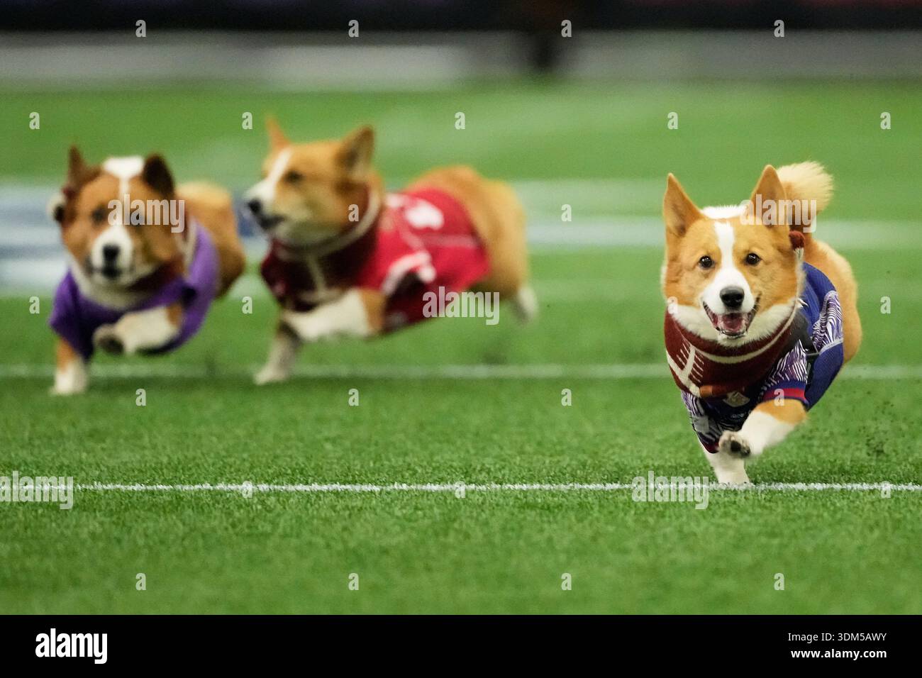 Corgis race during halftime of the NFL Pro Bowl football game between ...