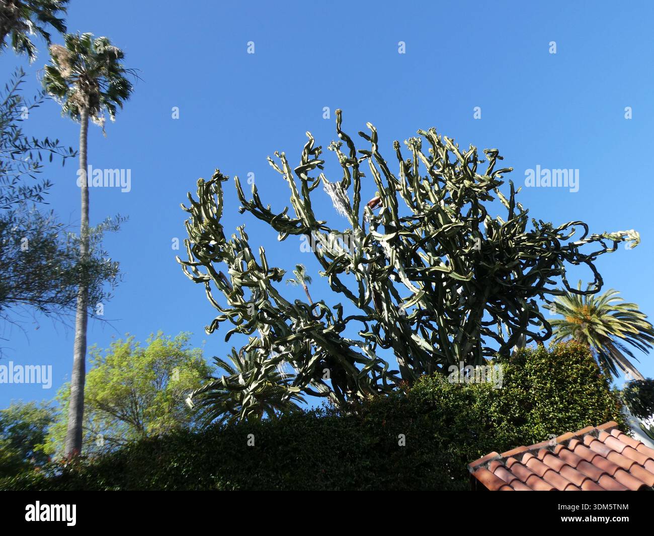 Mary jane higby hi-res stock photography and images - Alamy