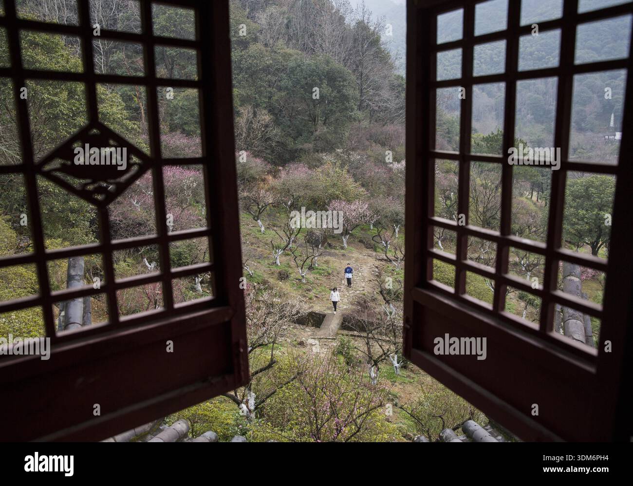 Tourists admire plum blossoms at Jiufeng Mountain Scenic Area in Beilun ...