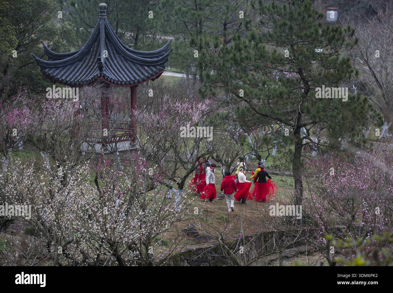 Tourists admire plum blossoms at Jiufeng Mountain Scenic Area in Beilun ...