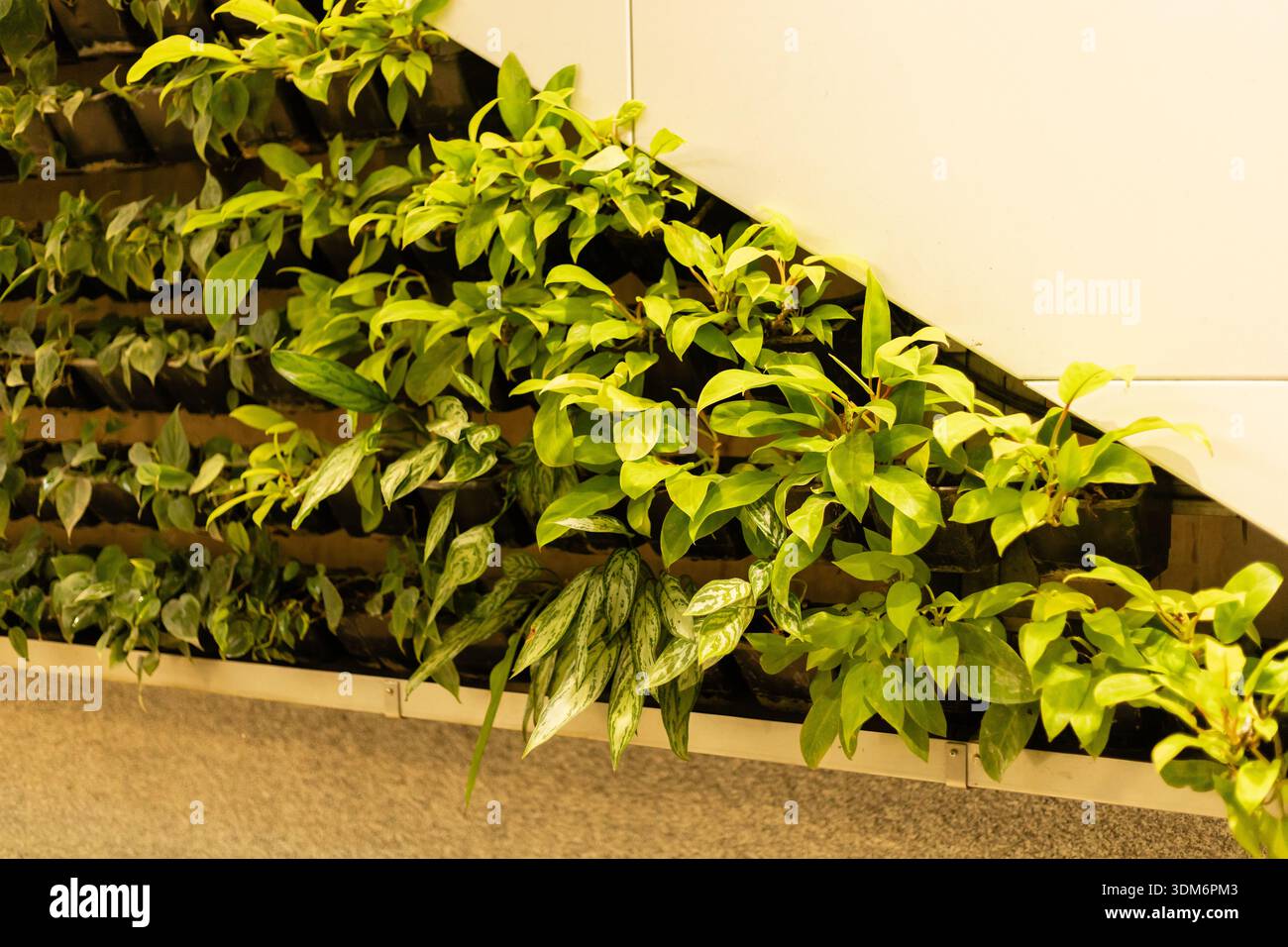 Plants are arranged on a vertical wall in a bright indoor area. The ...