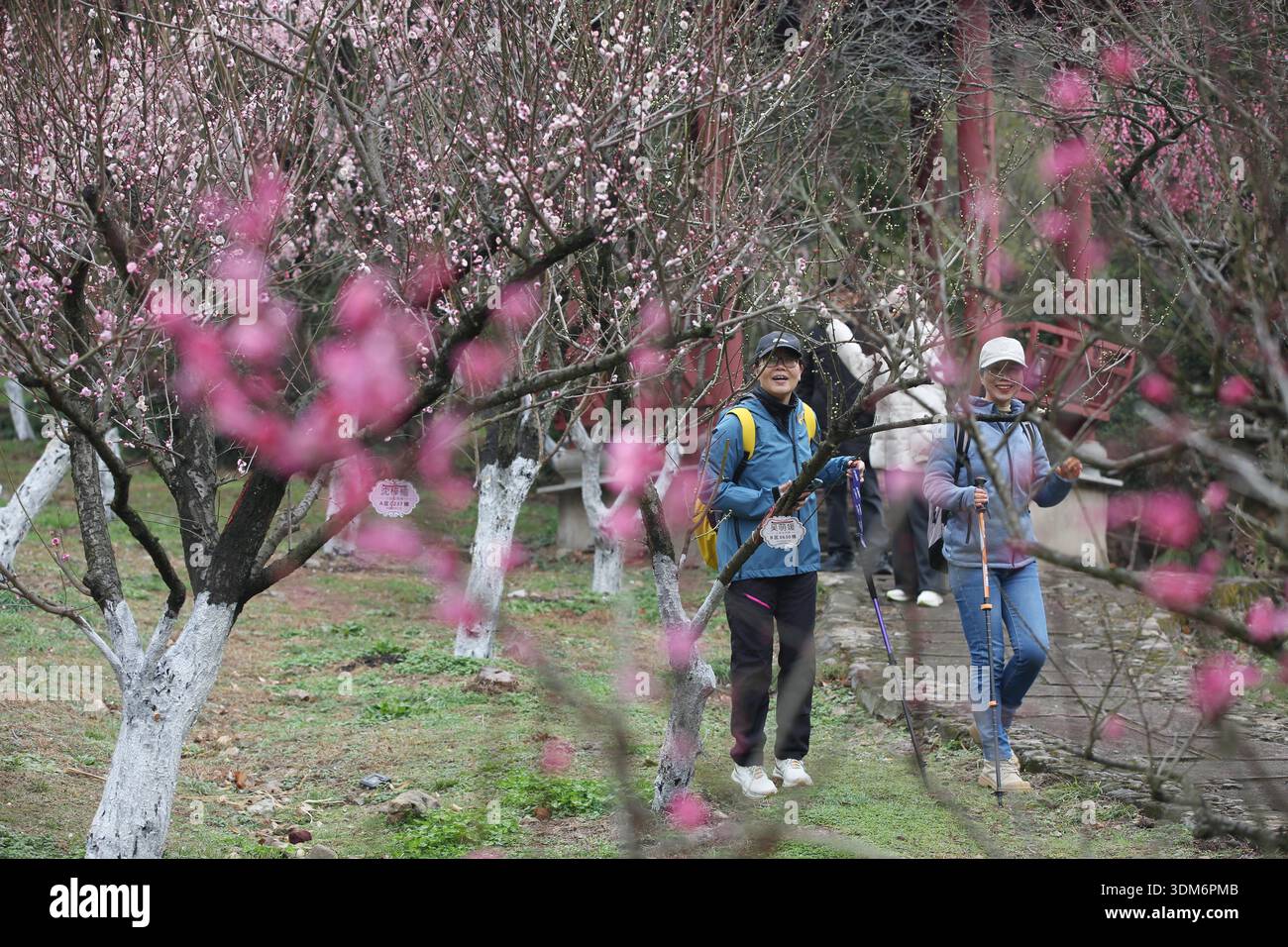 Tourists admire plum blossoms at Jiufeng Mountain Scenic Area in Beilun ...