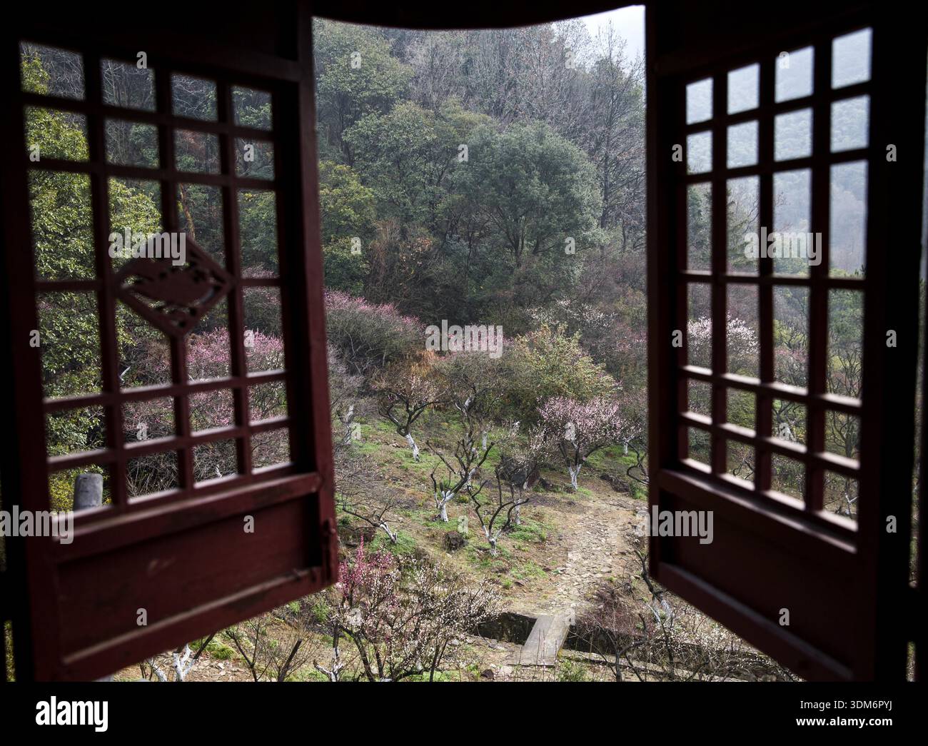 Tourists admire plum blossoms at Jiufeng Mountain Scenic Area in Beilun ...