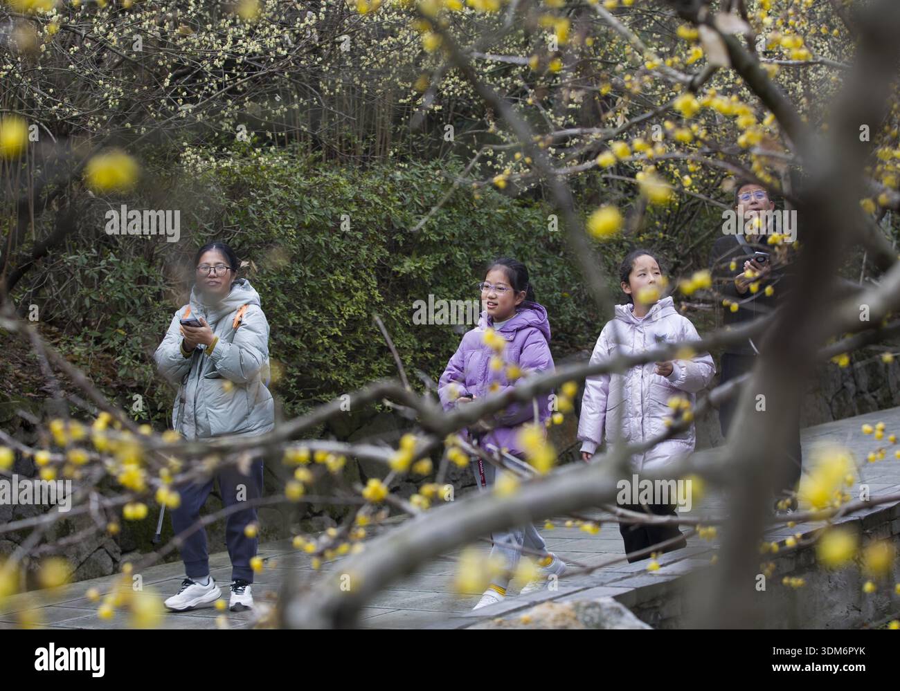 Tourists admire plum blossoms at Jiufeng Mountain Scenic Area in Beilun ...