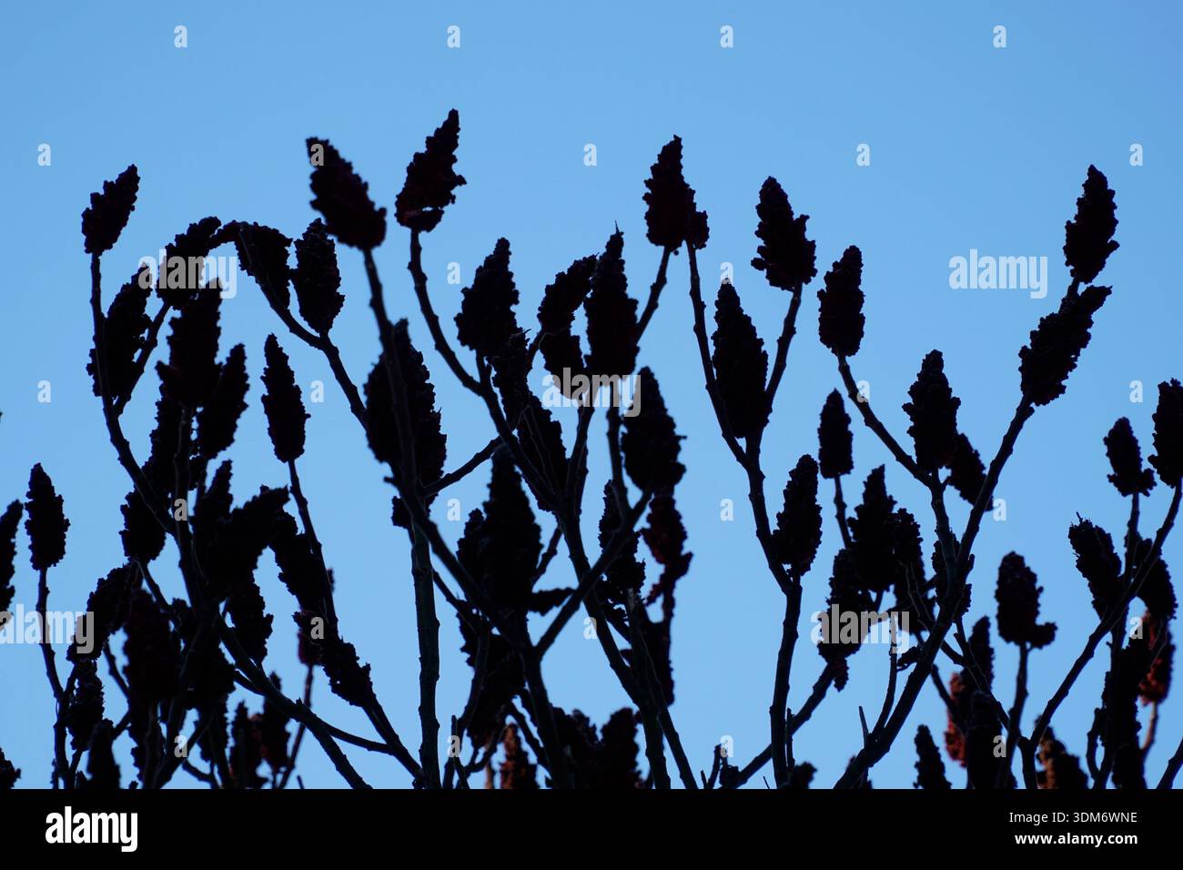Winter sumac hi-res stock photography and images - Alamy