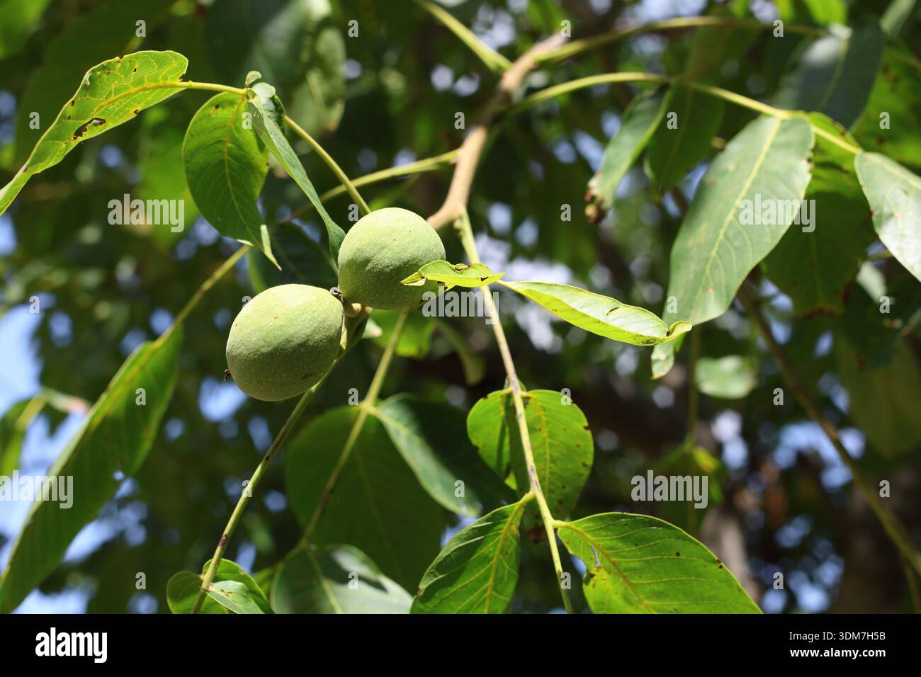 Walnuts ripening on tree hi-res stock photography and images - Alamy