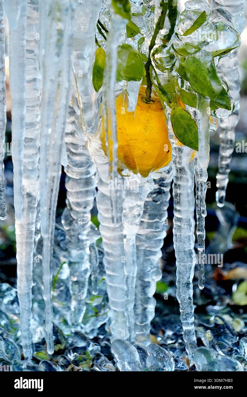 FILE - Icicles hang off a ripe orange at a grove in Plant City, Fla ...