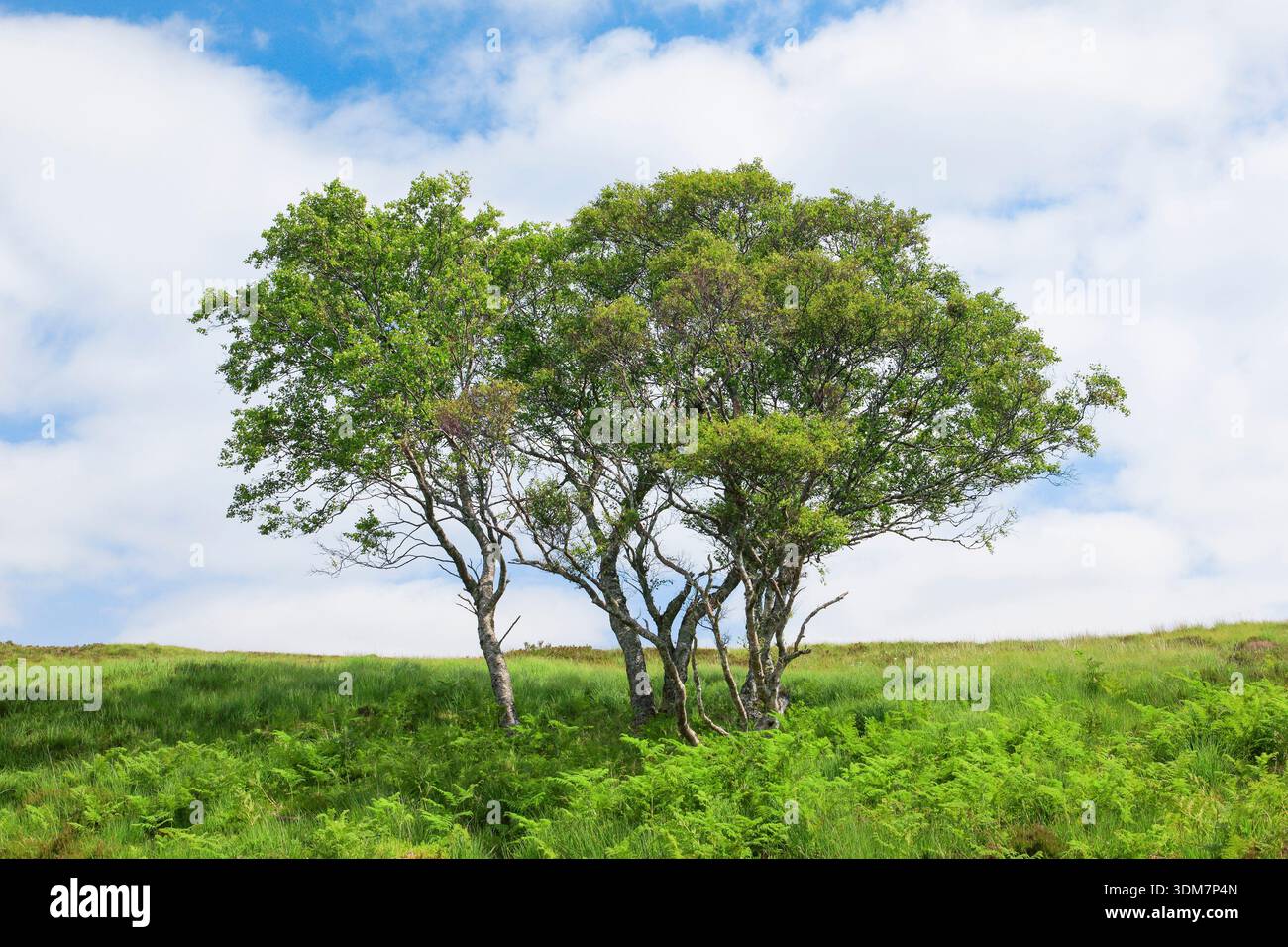 Scenery with group of trees in highlands hi-res stock photography and ...
