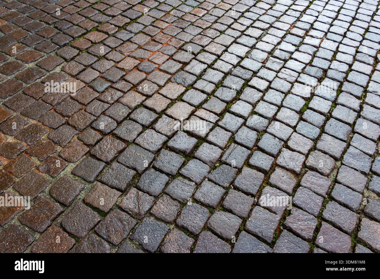 Wet cobblestone pavement texture with natural stone pattern and moss ...