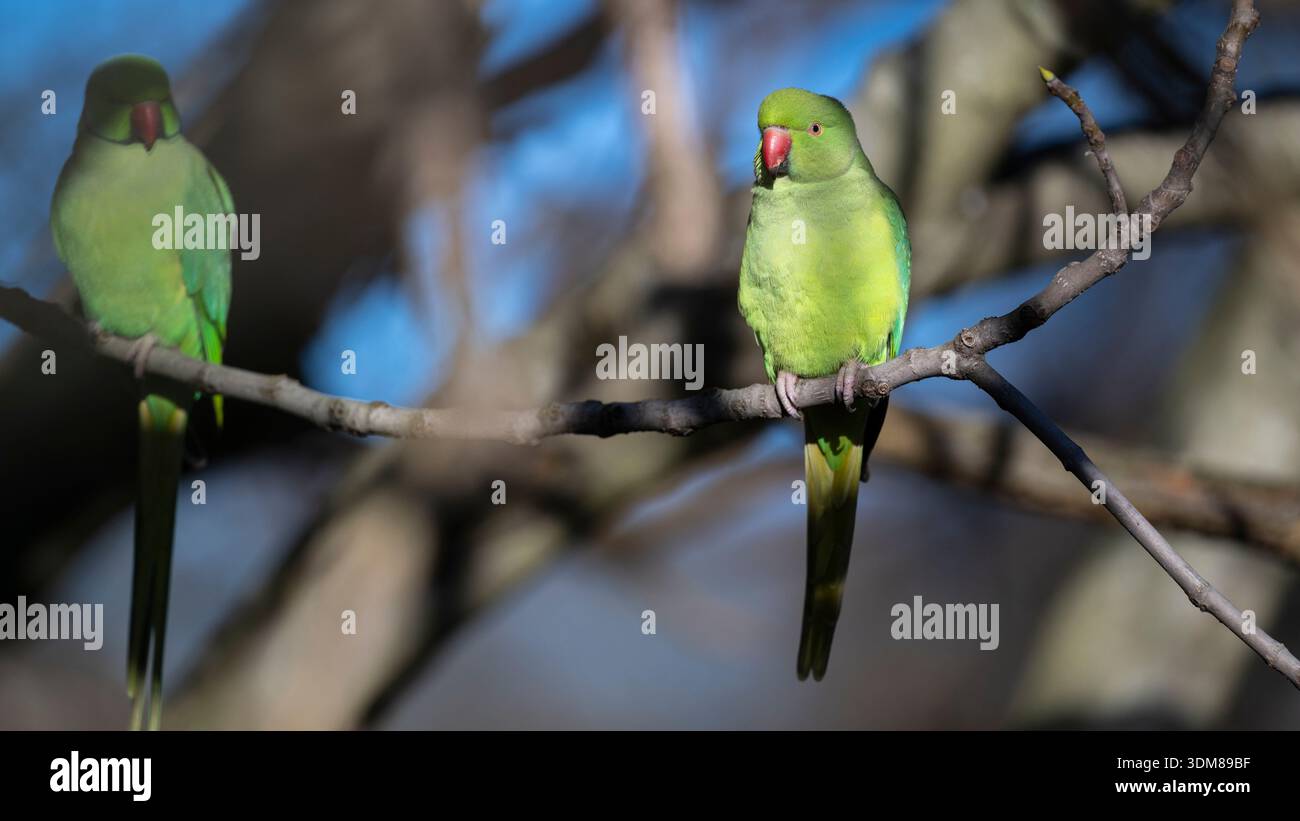 London, UK. 4 February 2026. UK Weather – Ring-tailed parakeets on a ...