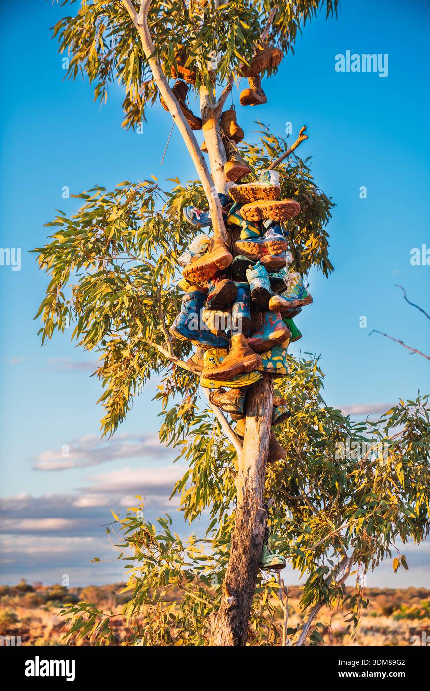 Australian shoe tree hi-res stock photography and images - Alamy