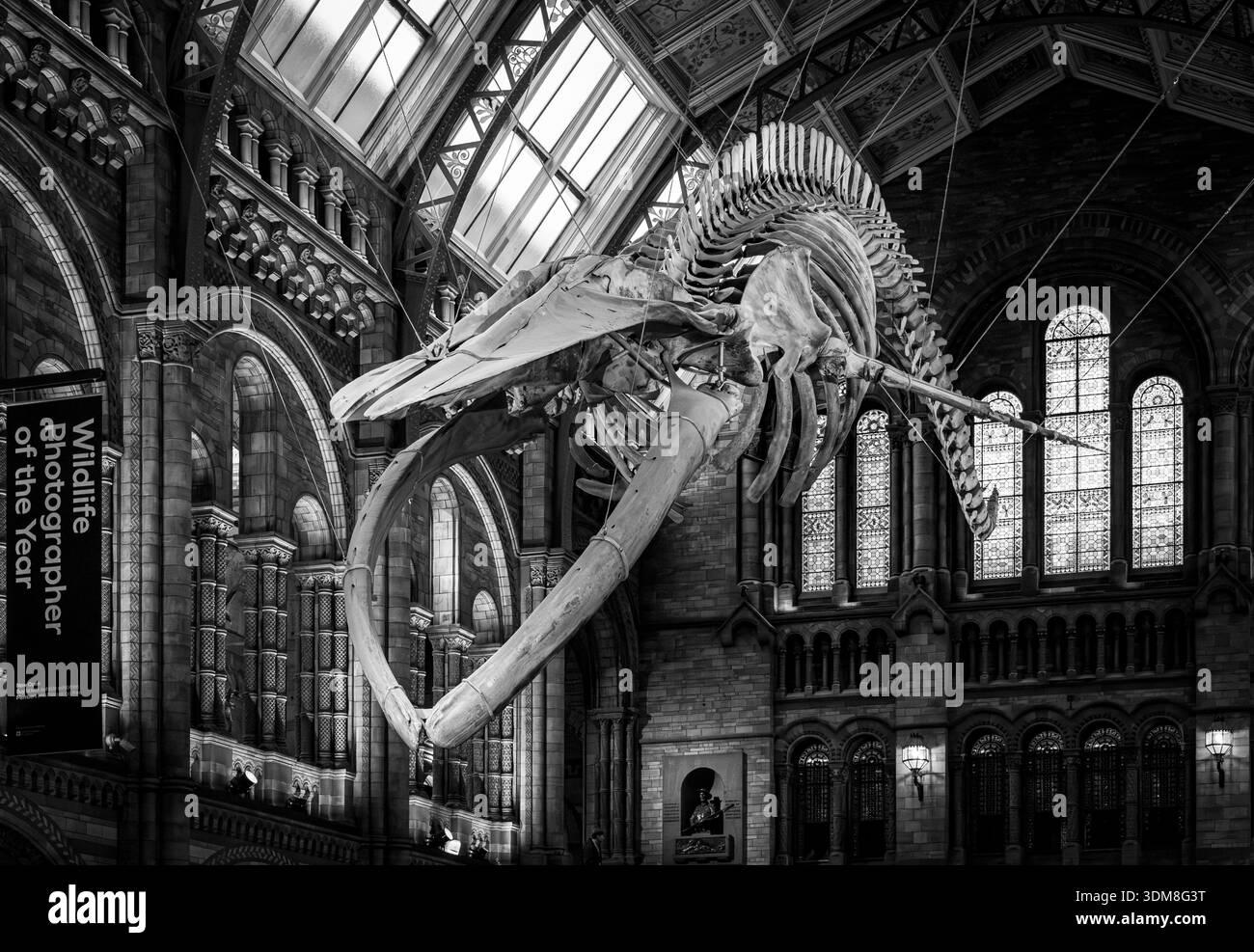 Hope, Natural History Museum, Hintze Hall Stock Photo - Alamy