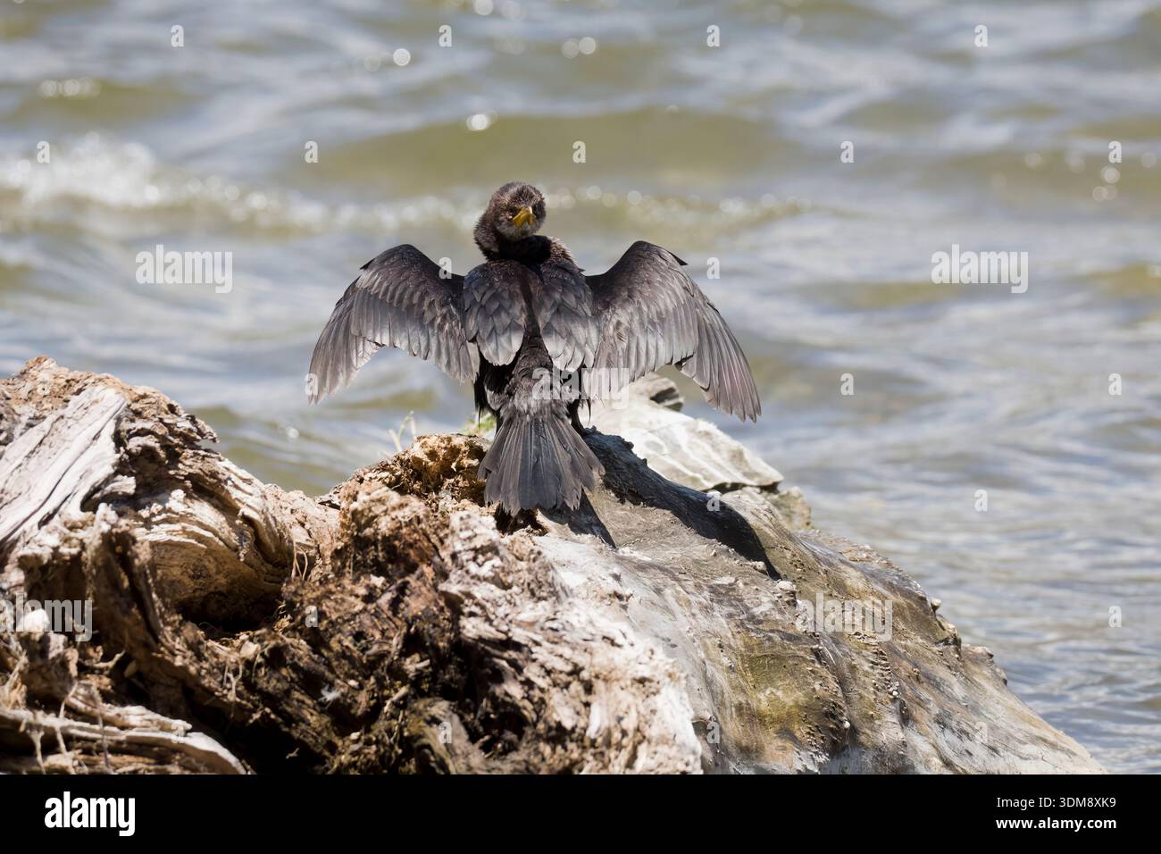 Little Shag South drying its wings on Island New Zealand Stock Photo ...